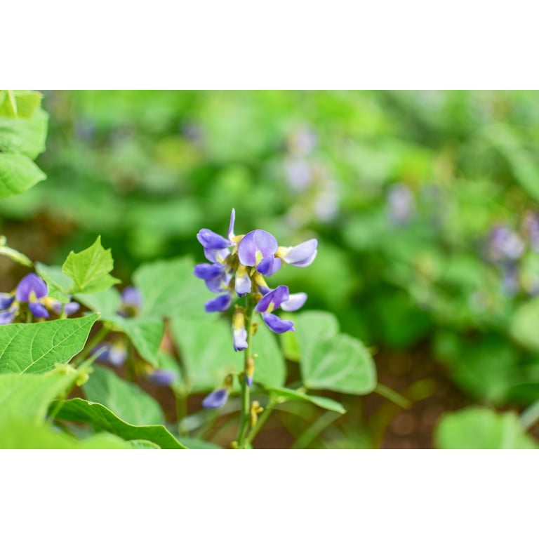 Jicama Flower | Best Flower Site