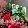 3drose, Sunlit Rowan Tree Twig with Fresh Green Leaves. Bluish ...