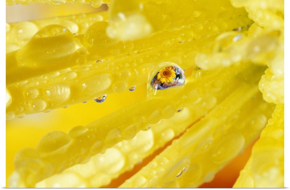 Great BIG Canvas | "Yellow Flowers Reflected In Dew Drop" Art Print ...
