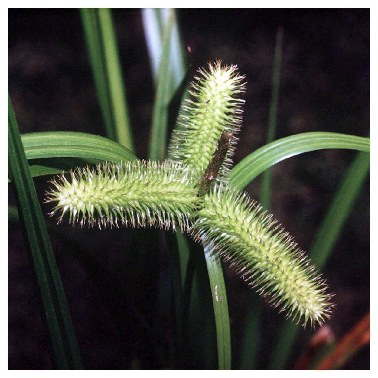 Everwilde Farms - 1 oz Bristly Sedge Native Grass Seeds - Gold Vault ...