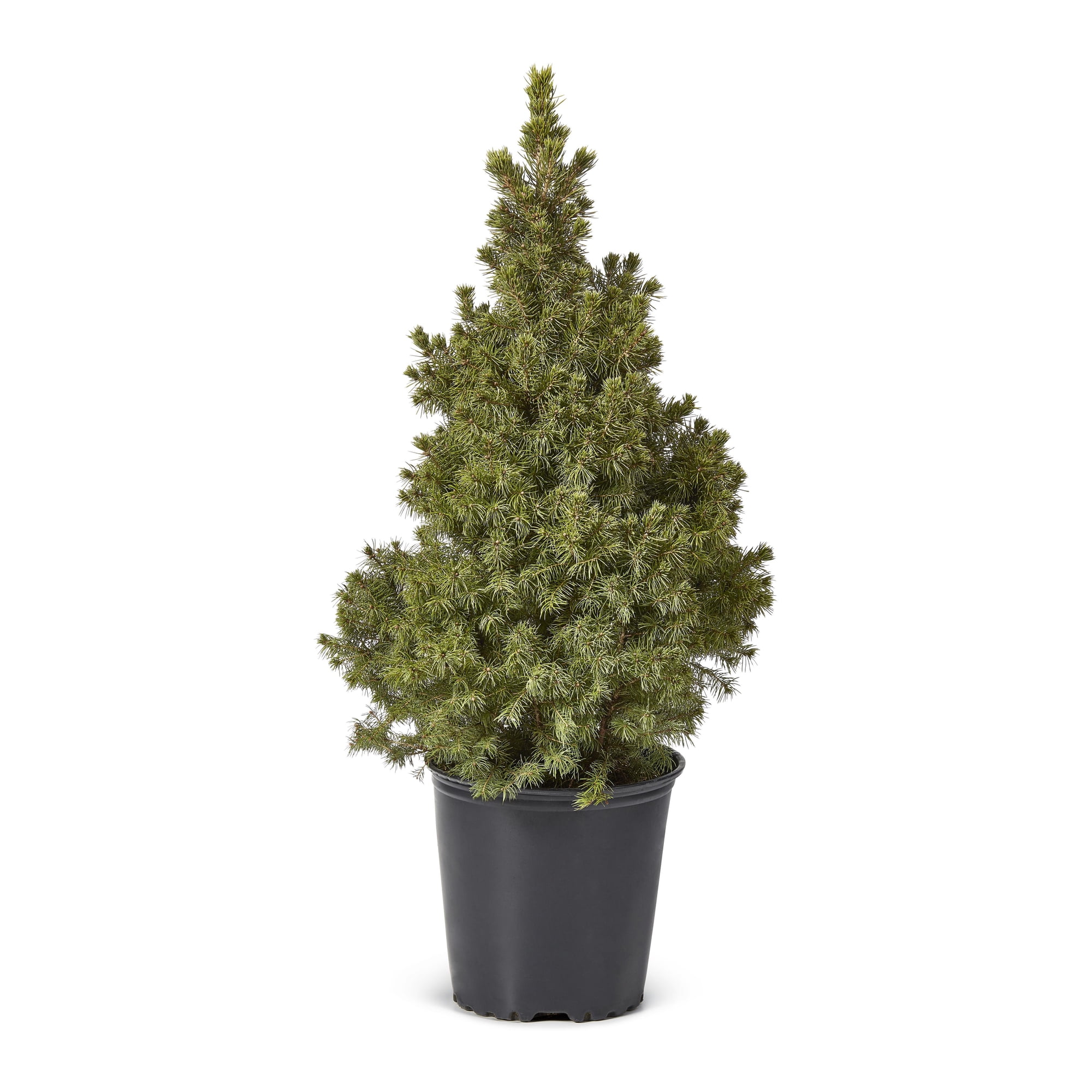 Click here for Landscp Essentials 2 Gallon Dwarf Alberta Spruce S... prices