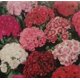 Sweet William Single Mixed Colors Seed - 1 Packet - Walmart.com