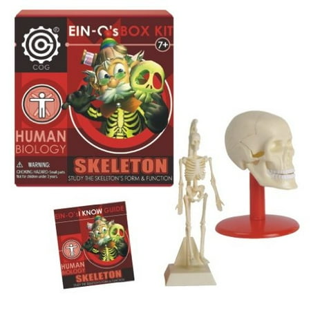 Skeleton Box Kit | Walmart Canada
