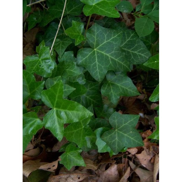 10 BOSTON IVY ( Bostonian Ivy / Wall Ivy ) Parthenocissus Tricuspidata ...