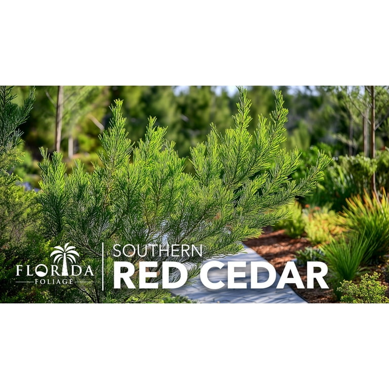 Southern Red Cedar Tree Florida