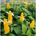 Yellow Shrimp Plant Live for Planting, Lollipop Plant Pachystachys ...