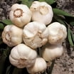 Daylily Nursery Brand California Jumbo Garlic, 3 Bulbs for Fall ...