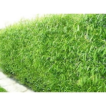 Red Flame Willow Trees - Burning Bush - Fast Growing and Stunning Color ...