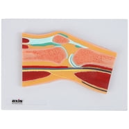 Axis Scientific 5X Enlarged Human Eye Model, Eyeball Anatomy, Multi ...