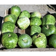 Apple Gourd Seeds for Planting - 20 Seeds - Fun to Grow Gourds Shaped ...