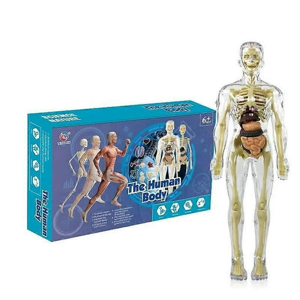 Clear Human Body Structure Model,3D Anatomy Figure Kit – Removable ...