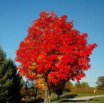 October Glory Maple Tree - Walmart.com