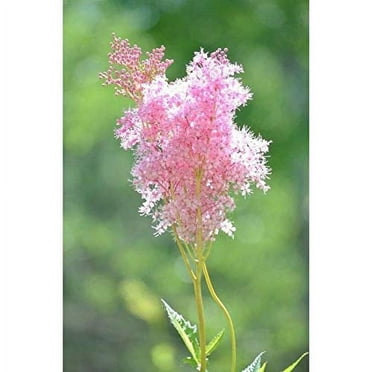 Rare Queen of The Prairie Seeds - 15 Seeds to Grow - Filipendula rubra ...