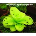Carnivorous Butterwort Plant - Pinguicula primuliflora - 2" Pot ...