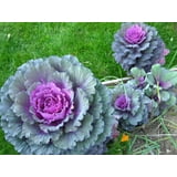 Ornamental Cabbage Mix Planting Pack, 50 Seeds, Flowering Brassica ...