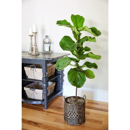 Indoor Fig Tree