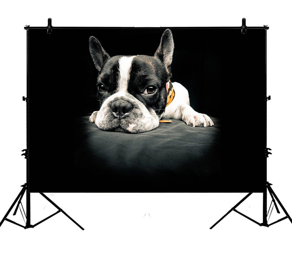 YKCG 7x5ft Funny Dog Animals A French Bulldog Photography Backdrops ...