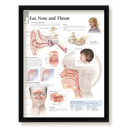 Set of 4 Framed Medical Posters Ear, Nose and Throat, Understanding ...