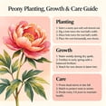 Mixed Peony for Planting-Fresh Accent for Lawn and Walkways-Suitable ...
