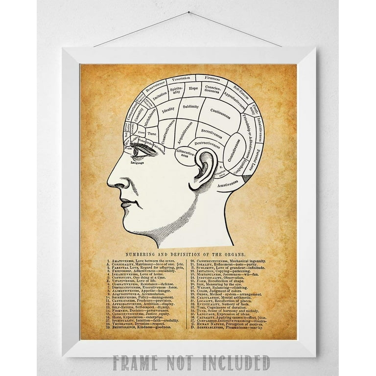 Phrenology Art