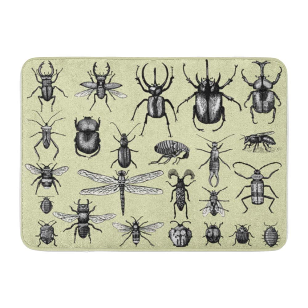 SIDONKU Big of Insects Bugs Beetles and Bees Many Species in Vintage ...