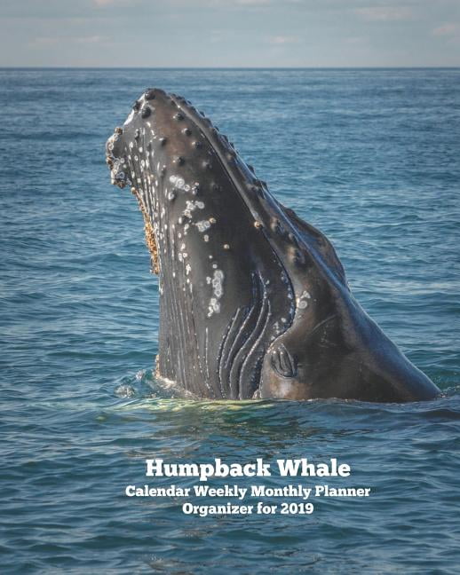 Humpback Whale Calendar Weekly Monthly Planner Organizer for 2019 ...
