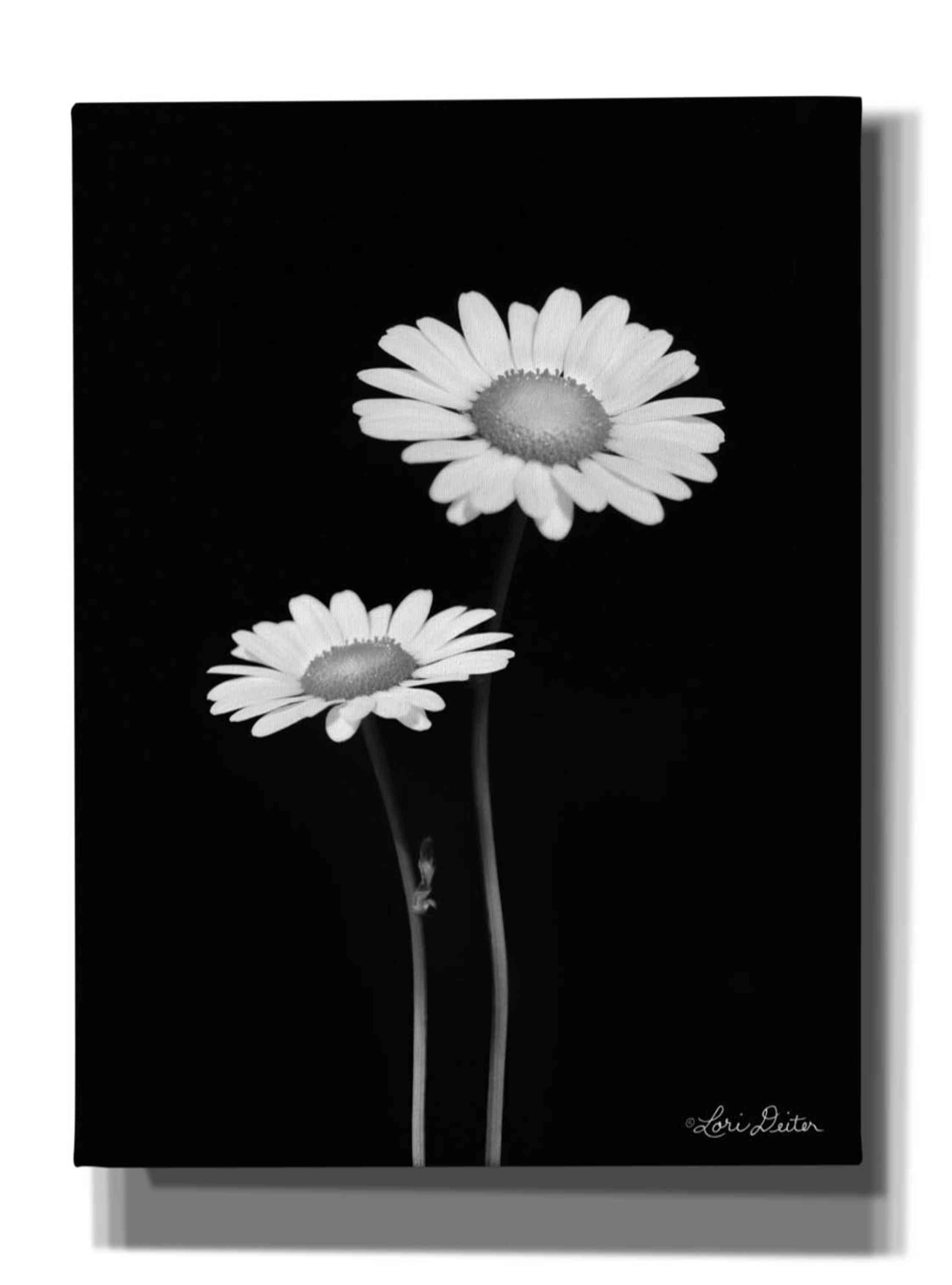 Epic Graffiti 'Pair of Daisies' by Lori Deiter, Canvas Wall Art, 40"x54 ...
