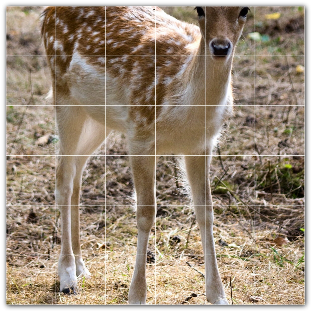 Picture-Tiles.com: Deer Ceramic Tile Wall Mural WAL500462-66XL. 72"W x ...