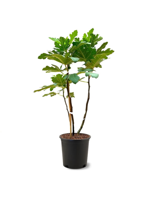 Fruit Trees in Trees - Walmart.com