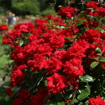 Robusta Rugosa Rose by Heirloom Roses - Live Red Rose Bush - Walmart.com