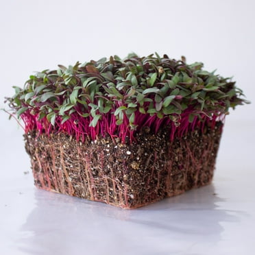 Radish Sprouting Seed - Red Arrow Variety - 1 Lb Seed Pouch - Heirloom ...