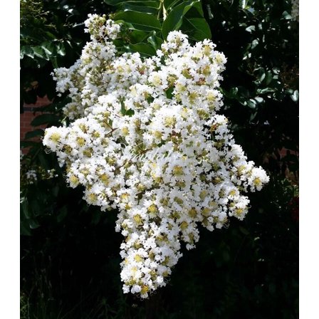 1200 Pyrethrum Seeds White yellow purple Perennial Tanacetum ...