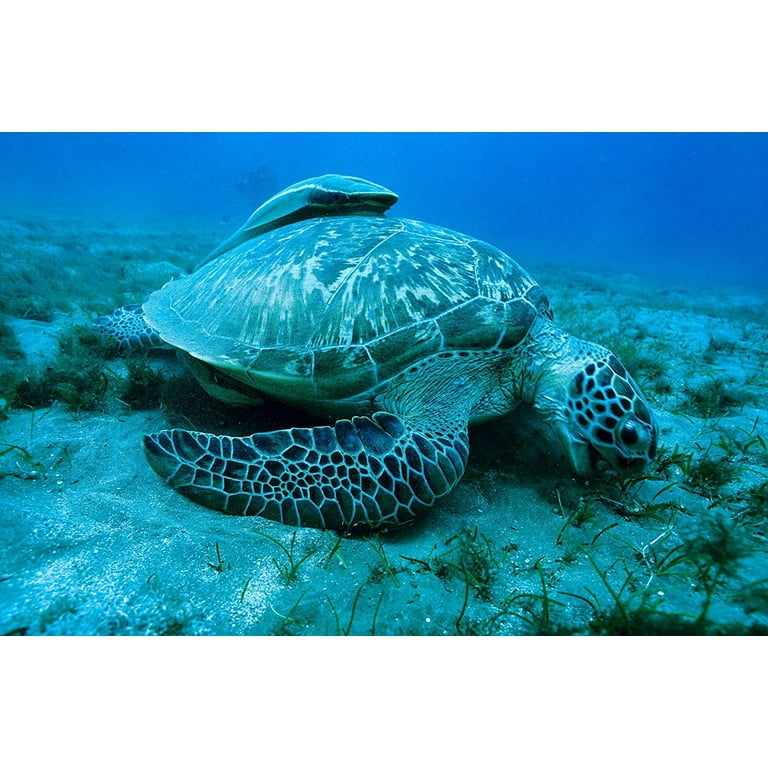 Disney Nature Oceans Dvd