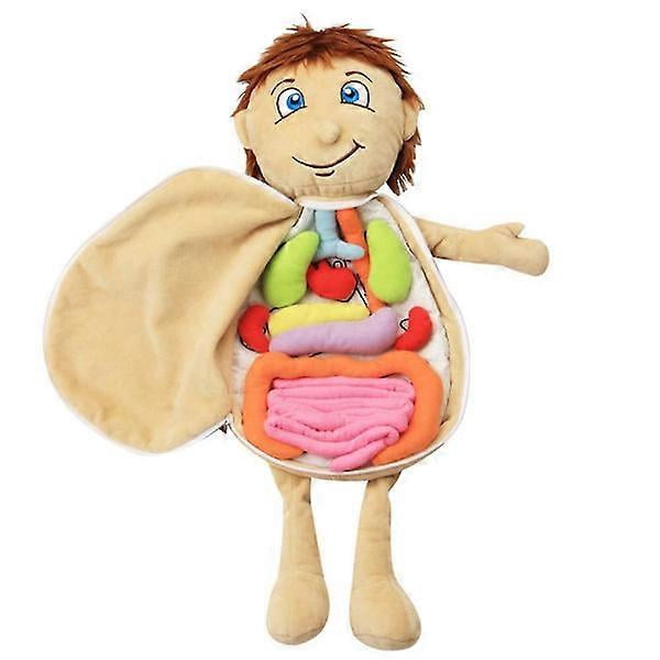 Children's Composite Plush Body Organ Toy Human Body Anatomy Plush Doll ...