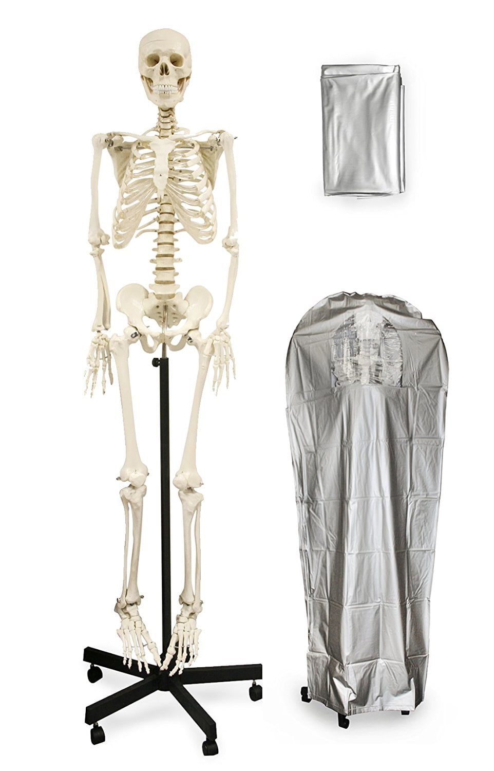 Vision Scientific Full Size Human Skeleton-66” (168cm) - Walmart.com