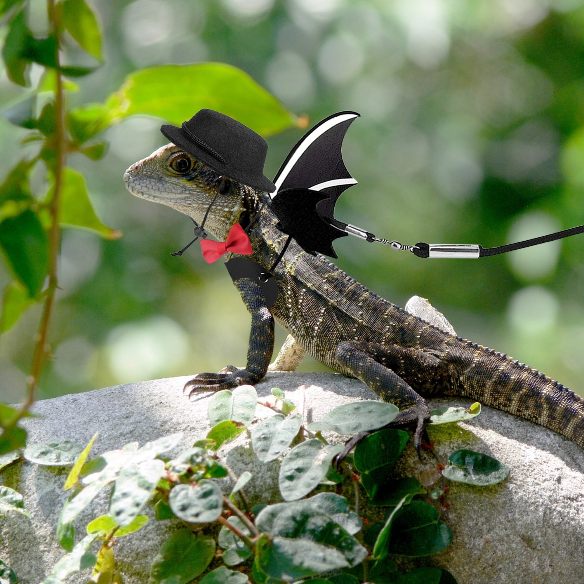 Buy Jovivi Lizard Leash Bearded Dragon Harness Bat Wing Bowler hat Red ...