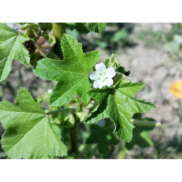 100 CHINESE MALLOW Malva Verticillata aka Musk or Cluster Mallow White ...