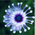 100+ Rare Blue Daisy Colorful Flowers Seeds Garden Plants - Walmart.com