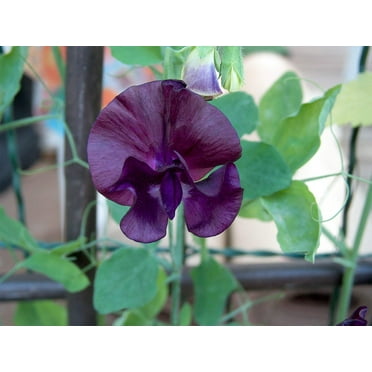 250 ' WELCOME ' SNAPDRAGON Antirrhinum Majus Dark Crimson Red Near ...