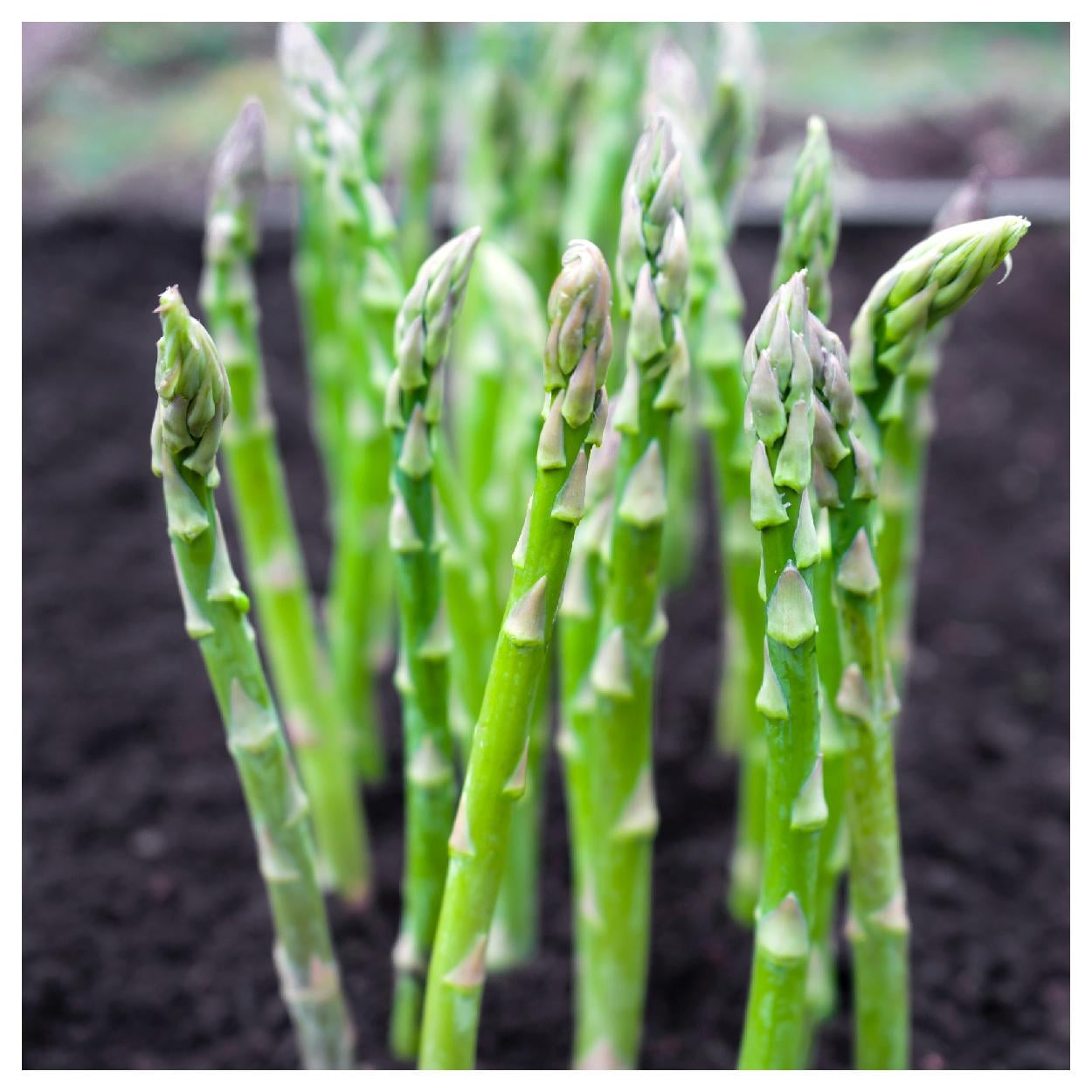 Everwilde Farms - 1 lb Mary Washington Asparagus Seeds - Gold Vault ...