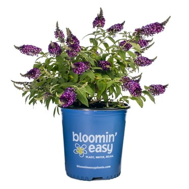 1 gal. Birthday Cake Butterfly Bush (Buddleia) Live Shrub, Rich Pink ...