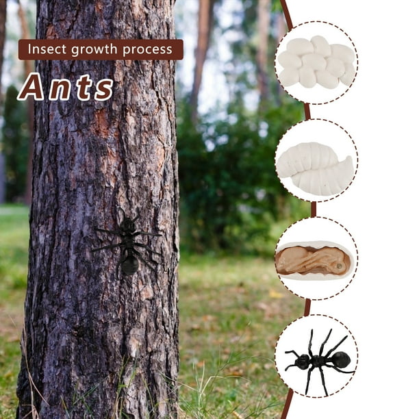 Yievot 4 Piece Insect Figure Life Cycle Plastic Brood To Period ...