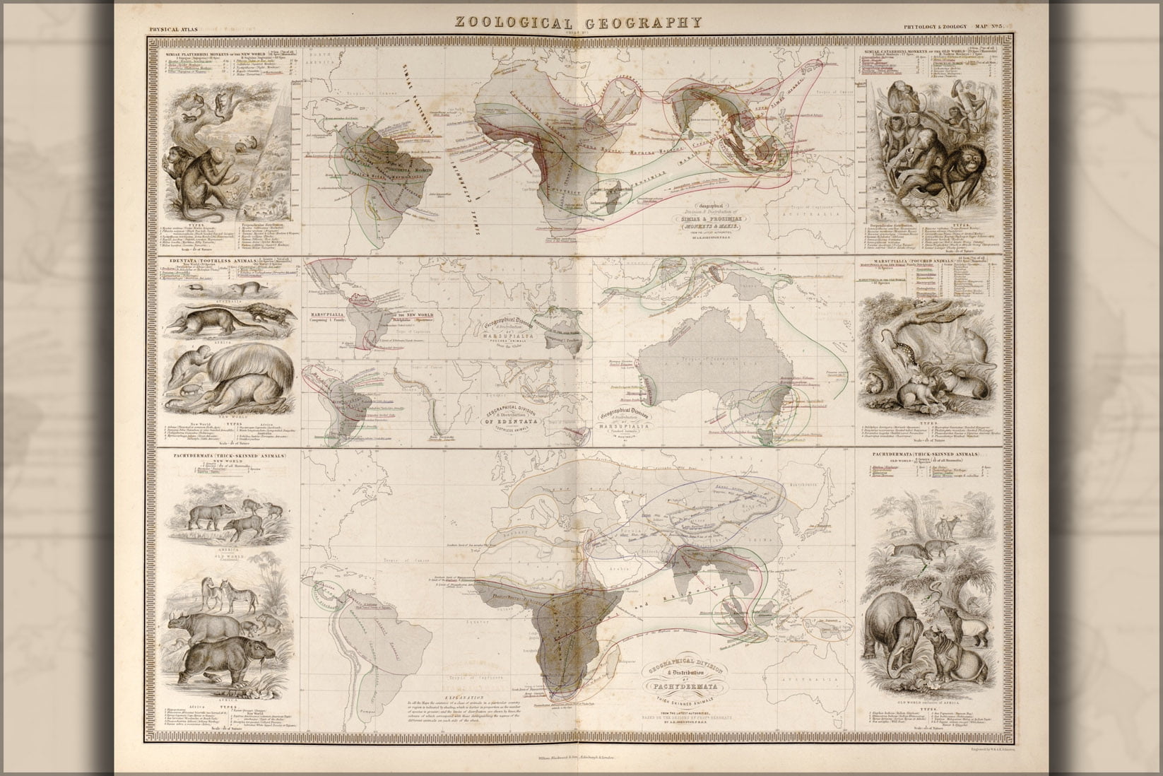 24"x36" Gallery Poster, world map primates monkeys marsupials 1848 ...