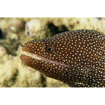 Hawaii, Very Close-Up Image Of The Side Of A Whitemouth Moral Eel's ...