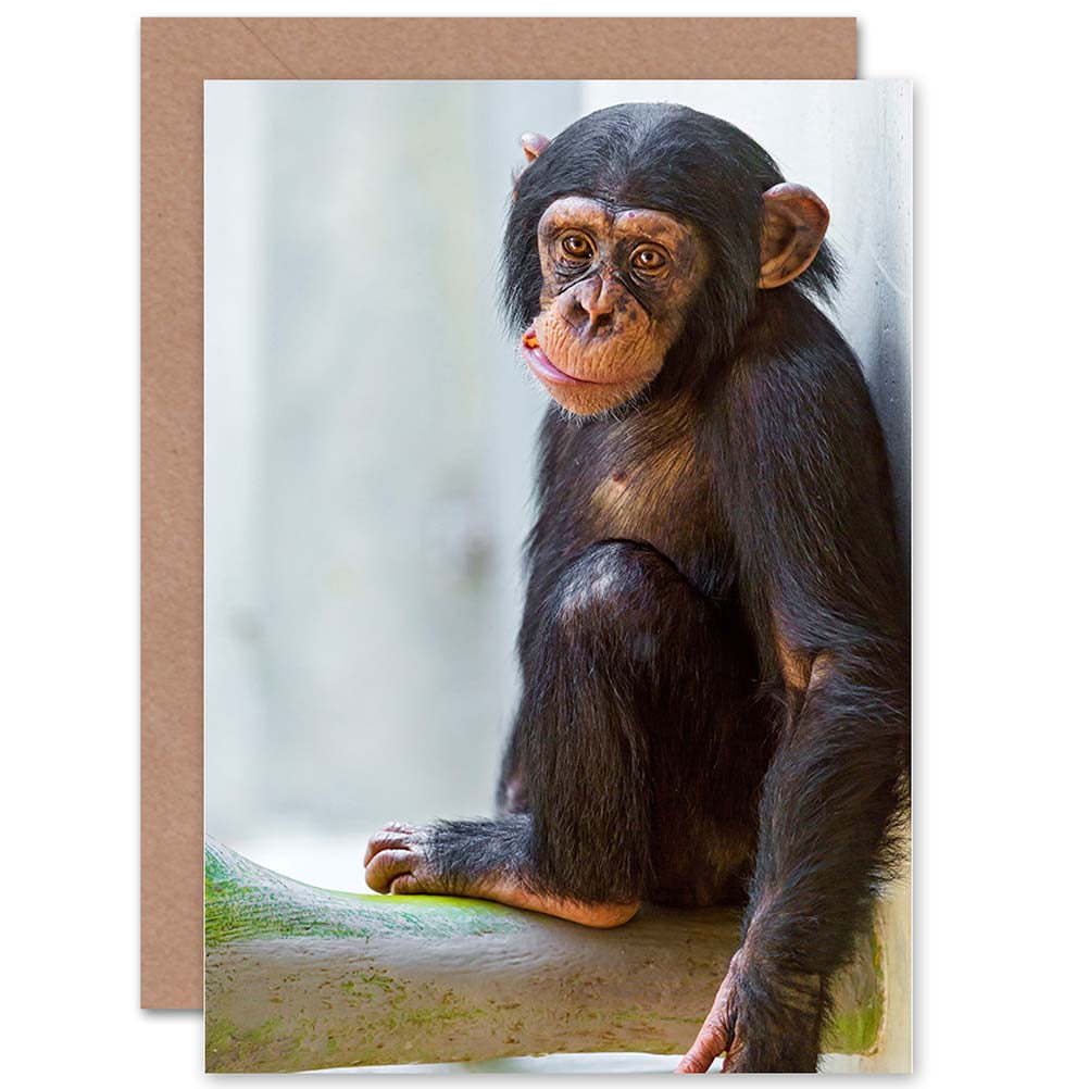 Birthday Animal Photo Monkey Cute Baby Chimp Greetings Card Plus ...