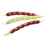 50 Seeds Organic SMALL RED BEAN Phaseolus Vulgaris Vegetable Seeds ...