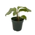Orbit Peacock Plant - Calathea orbifolia - Easy House Plant - 4" Pot ...