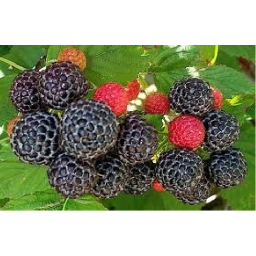 Raspberry Great Garden Fruit Bush ~ Bulk 600 Seeds - Walmart.com