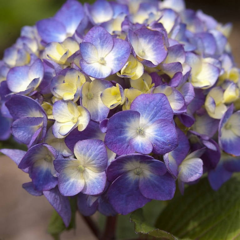 Purple Hydrangea Plant