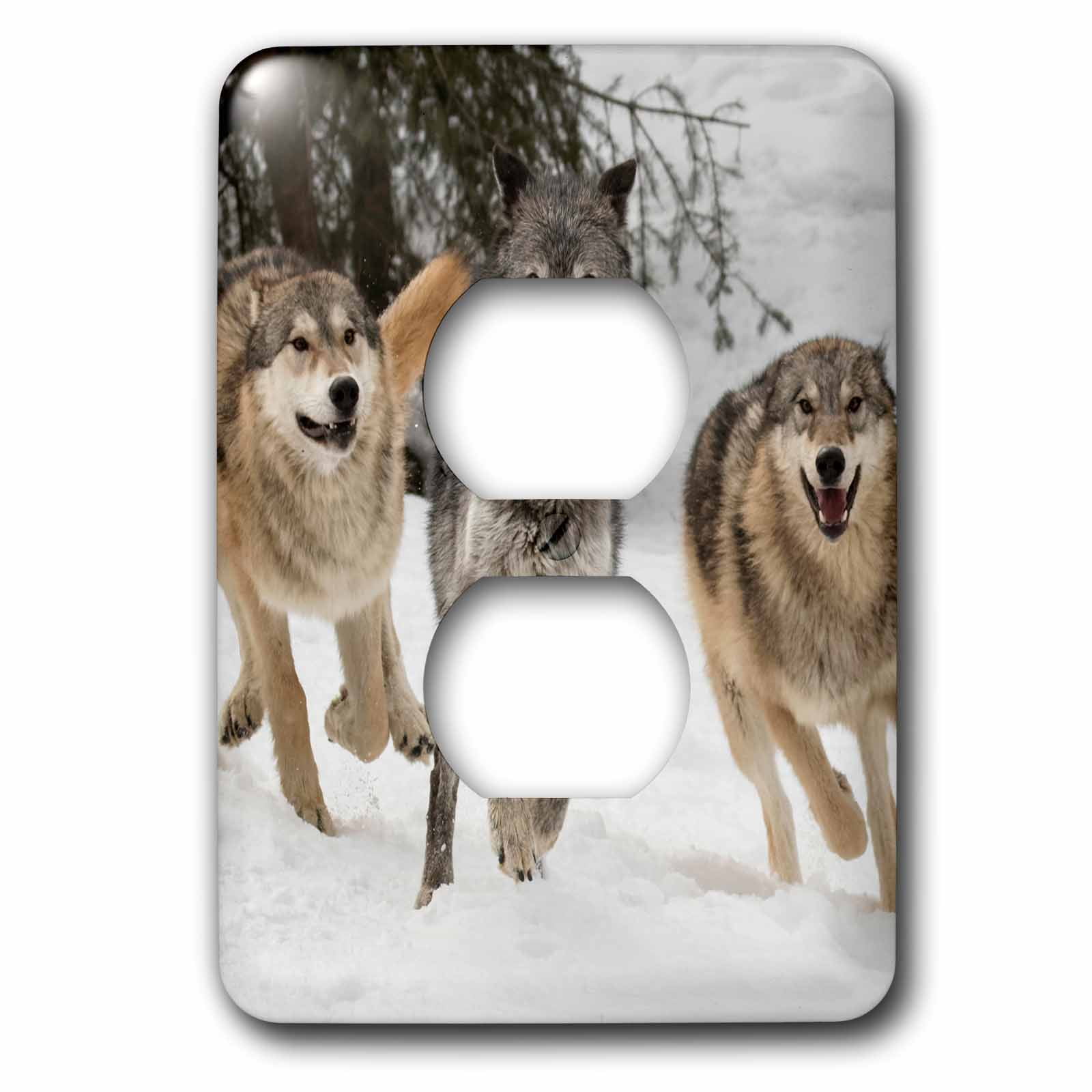 3dRose Gray Wolf pack behavior in winter, Montana - 2 Plug Outlet Cover ...